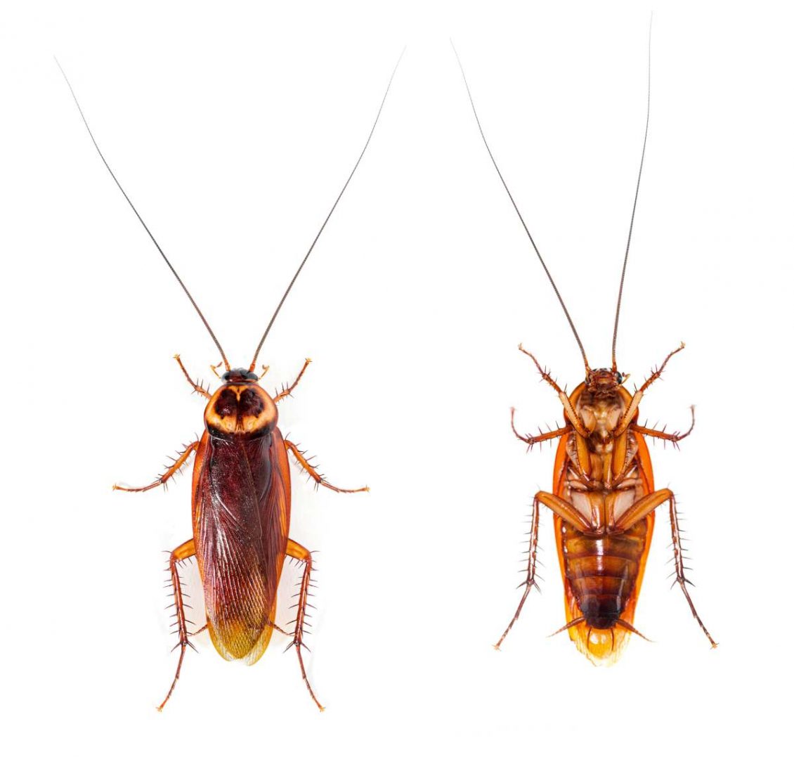 Australian Cockroach: What are they and how to get rid of them?